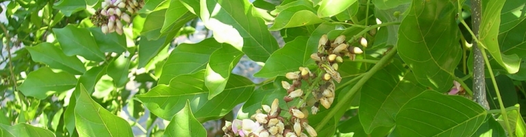 Inicio - Normec Groen Agro Control Peru